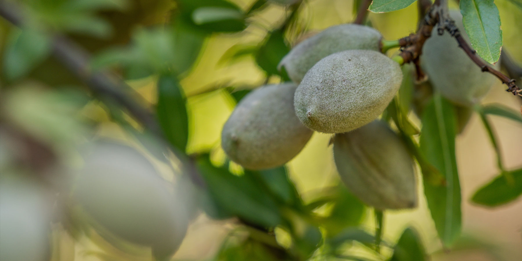 Mandelin Almonds